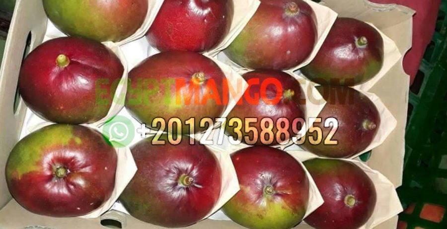 egypt mango – Egypt Mango