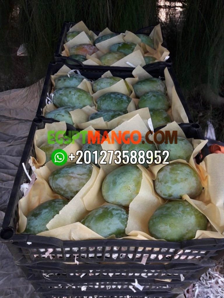 FRESH MANGO FRUIT , EGYPT MANGO – Egypt Mango