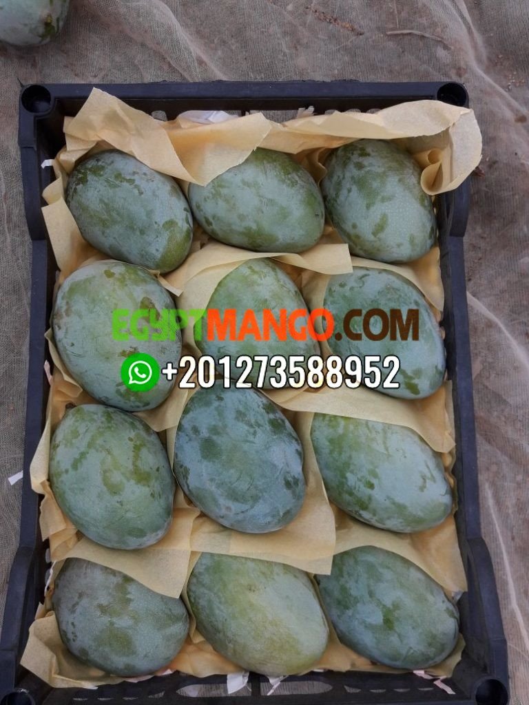 FRESH MANGO FRUIT , EGYPT MANGO – Egypt Mango